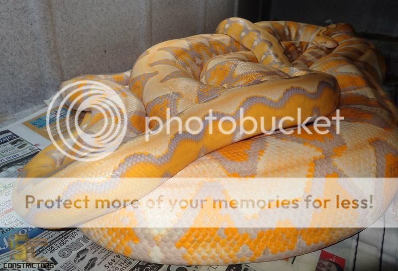 The Reticulated Python Thread | Page 328 | Reptile Forums