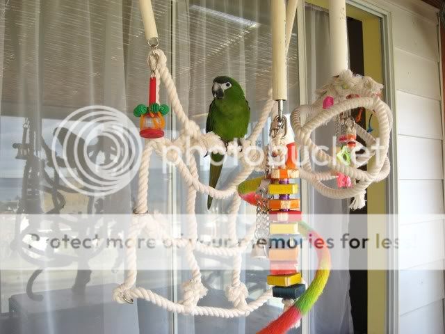 Climbing Nets, can I see yours :) | Avian Avenue Parrot Forum