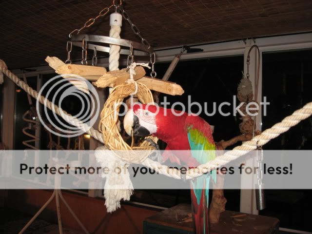 PVC playgyms for (large) macaws? | Avian Avenue Parrot Forum