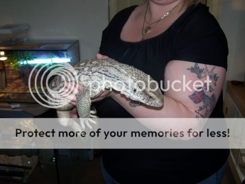 Female Bosc Monitor (Bolton) | Reptile Forums