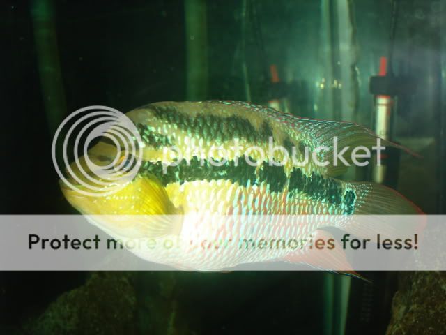 Largest Guapote Photos Only... | Page 7 | MonsterFishKeepers.com