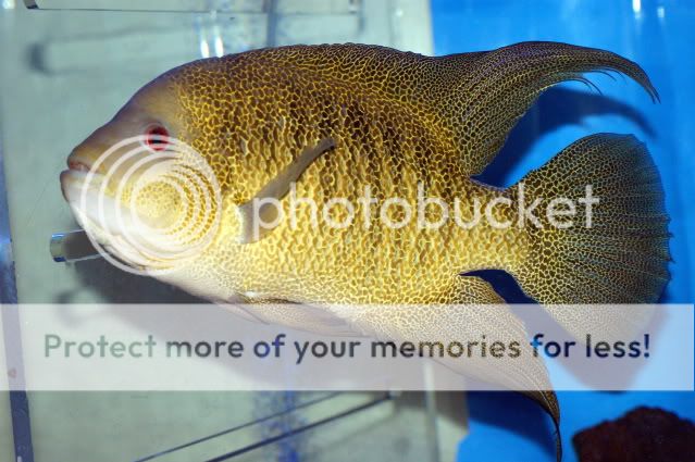 Largest Guapote Photos Only... | Page 7 | MonsterFishKeepers.com