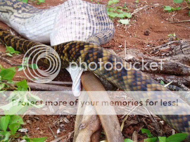 VWVortex.com - snake eats a kangaroo