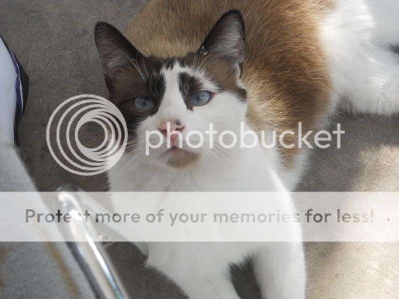 Welcome to Planet K... | Grasscity Forums - The #1 Marijuana Community ...