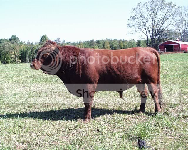Our Dexter Bull that thinks he is 2000 lbs and bullet proof ...