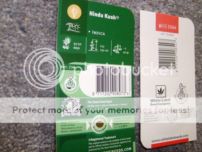 Afghan Kush and Hashberry *nice pictures* | Rollitup