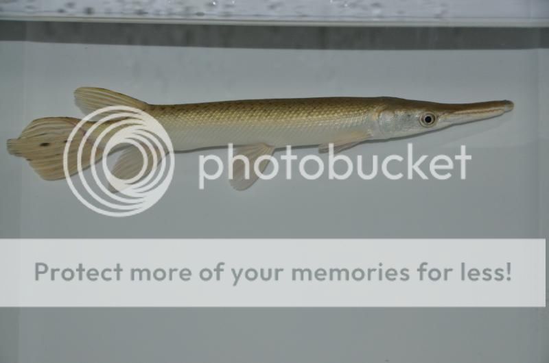 Platinum Alligator Gar! | MonsterFishKeepers.com