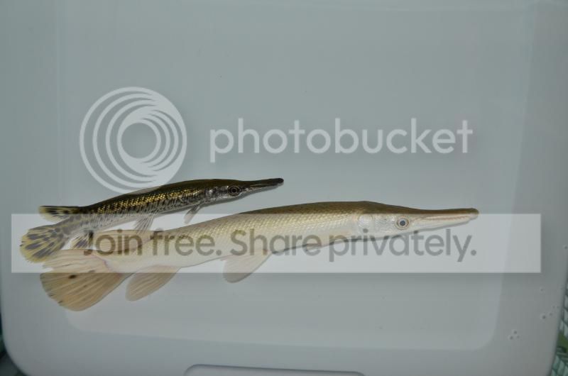 Platinum Alligator Gar! | MonsterFishKeepers.com
