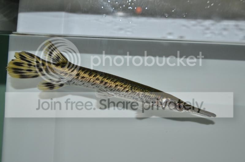 Platinum Alligator Gar! | MonsterFishKeepers.com