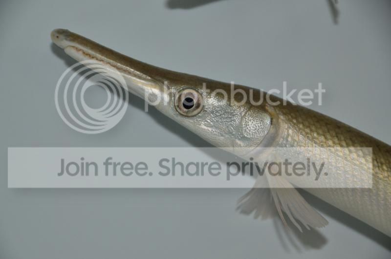 Platinum Alligator Gar! | MonsterFishKeepers.com