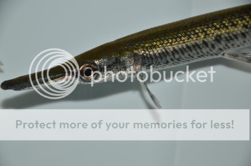 Platinum Alligator Gar! | MonsterFishKeepers.com