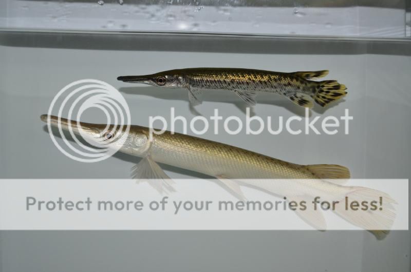 Platinum Alligator Gar! | MonsterFishKeepers.com