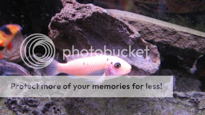 red mbuna | Cichlid Fish Forum