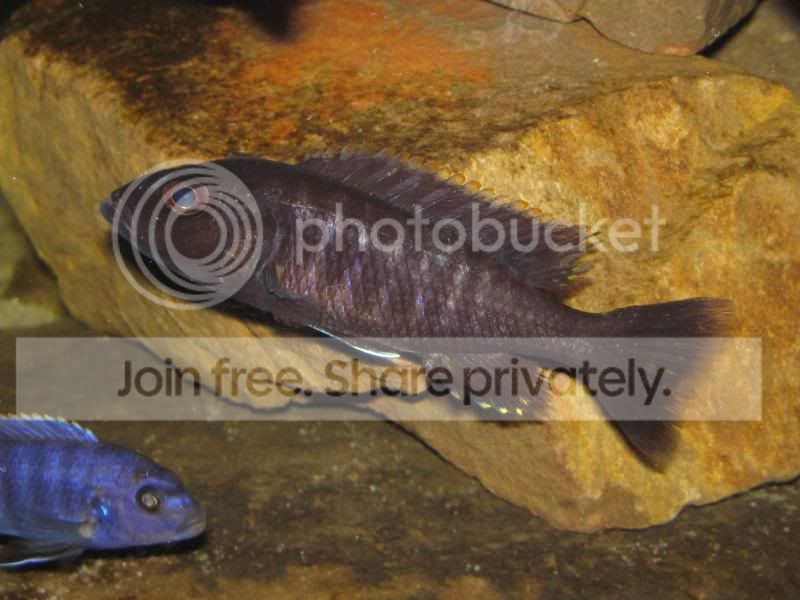 female hap w/orange on dorsal? (labeled as S. Fryeri) | Cichlid Fish Forum