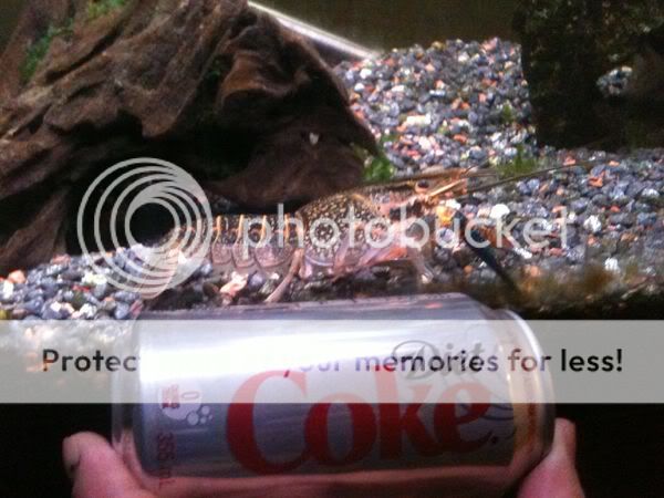 My unusually fast growing Australian Red Clawed Crayfish | British ...