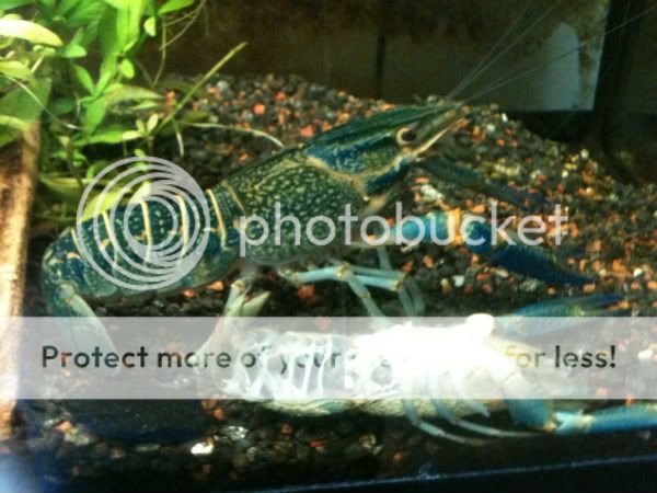 My unusually fast growing Australian Red Clawed Crayfish | British ...