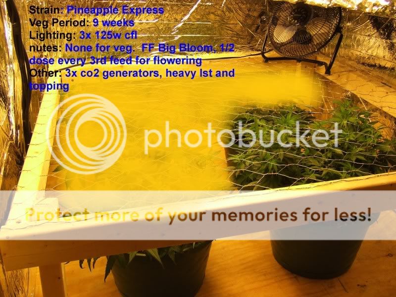 Scrog timeline | Grasscity Forums - The #1 Marijuana Community Online