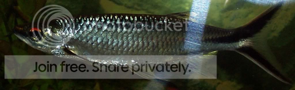 Oddballs And Predators | Tropical Fish Forums 🐠