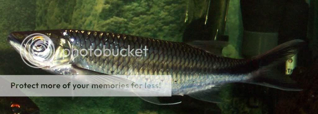 Oddballs And Predators | Tropical Fish Forums 🐠