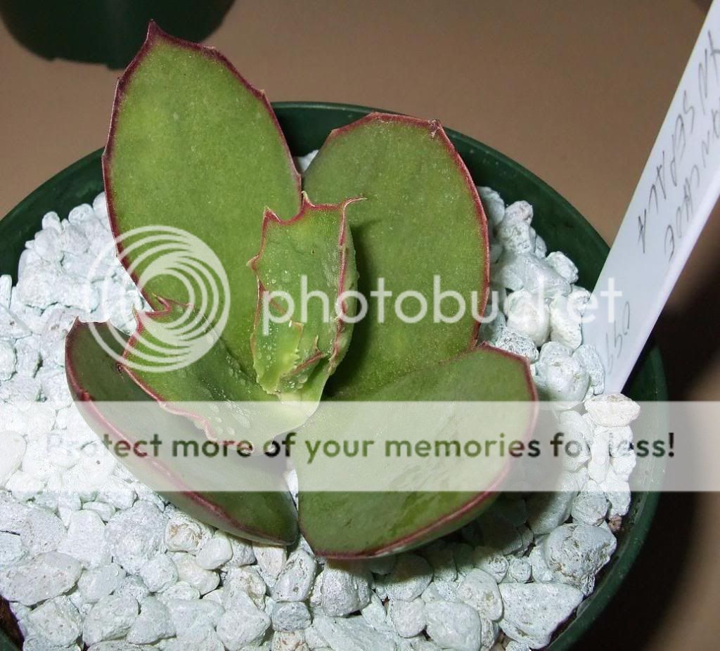 New succulent kids.. - CactiGuide.com