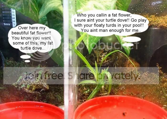 Fat Frog Funnies #2 - CactiGuide.com