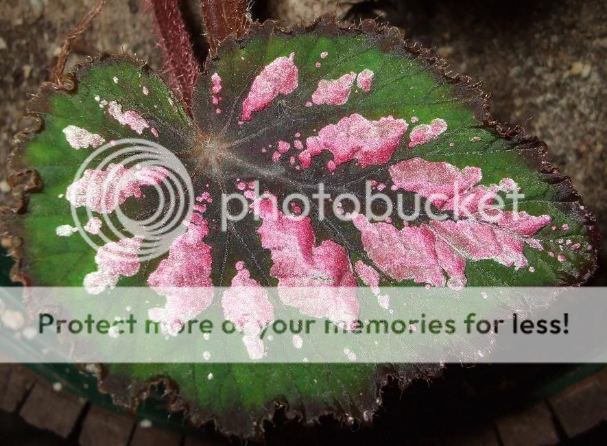 The Beauty Of Begonias, NEWLY UPDATED!!!! - CactiGuide.com