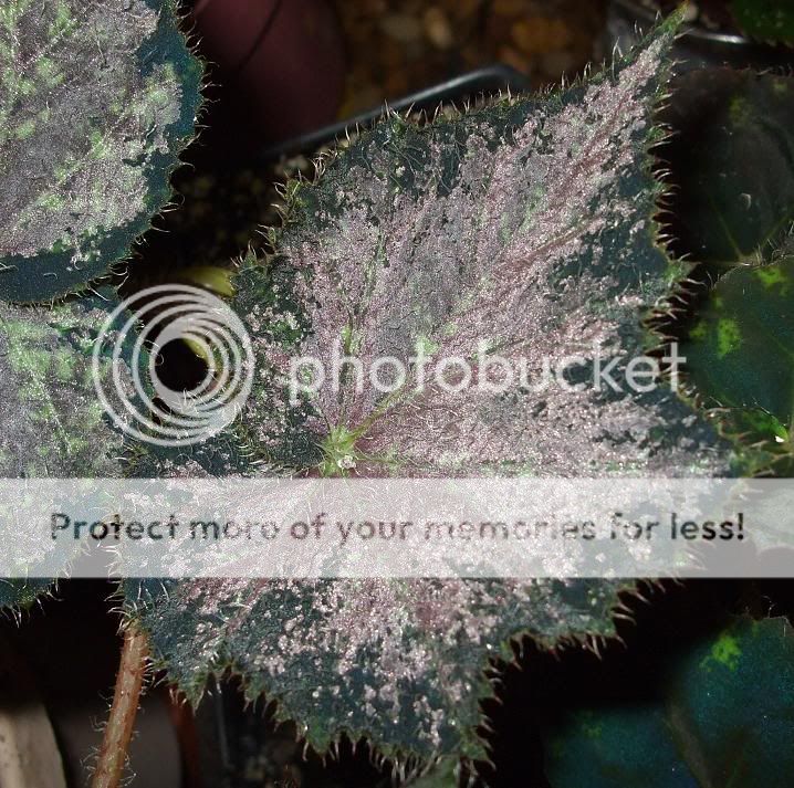 The Beauty Of Begonias, NEWLY UPDATED!!!! - CactiGuide.com