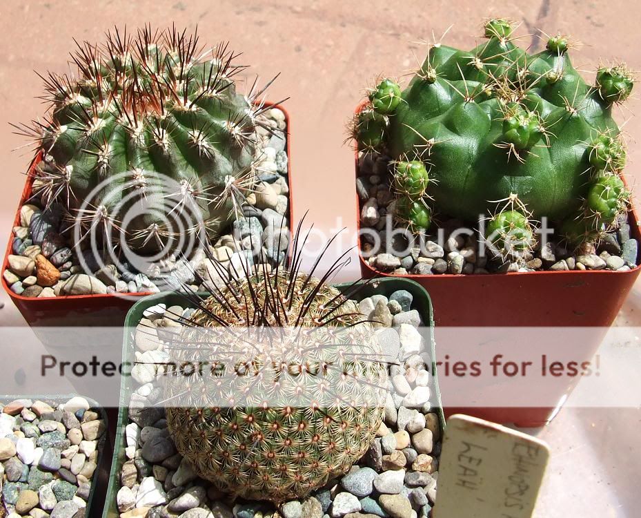 Newest Spikey Kids & Succulents. - CactiGuide.com