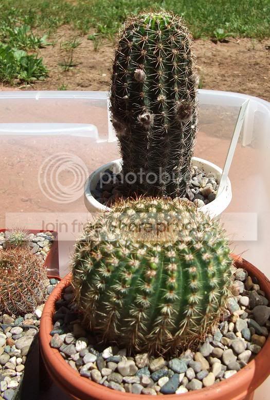 Newest Spikey Kids & Succulents. - CactiGuide.com