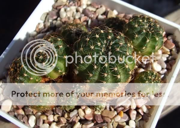 Lobivia Arachnacantha ? - CactiGuide.com