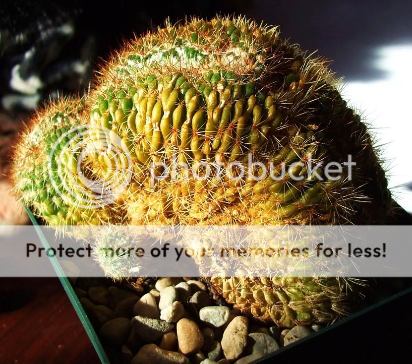 What's your most spectacularly ugly plant? - Page 3 - CactiGuide.com