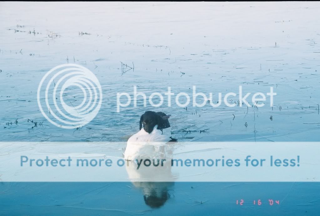 Lab or Boykin | Arkansas Hunting