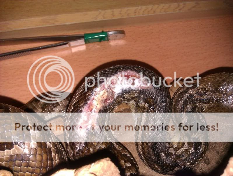 Mystery illness | Reptile Forums