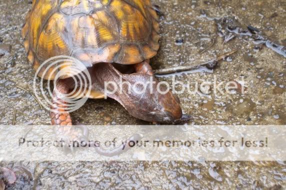 Found Sick/Dying Box turtle - EMERGENCY CARE - Turtle Forum