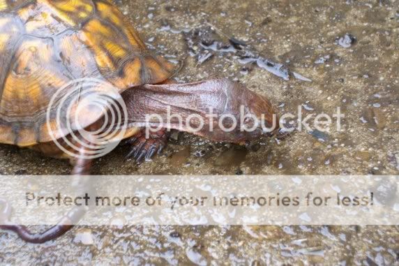 Found Sick/Dying Box turtle - EMERGENCY CARE - Turtle Forum