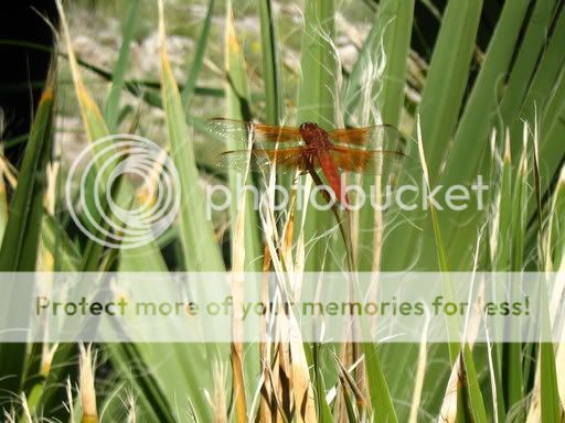 Garden Insects - OHANA NUI - OFF TOPIC SUB-FORUM - PalmTalk