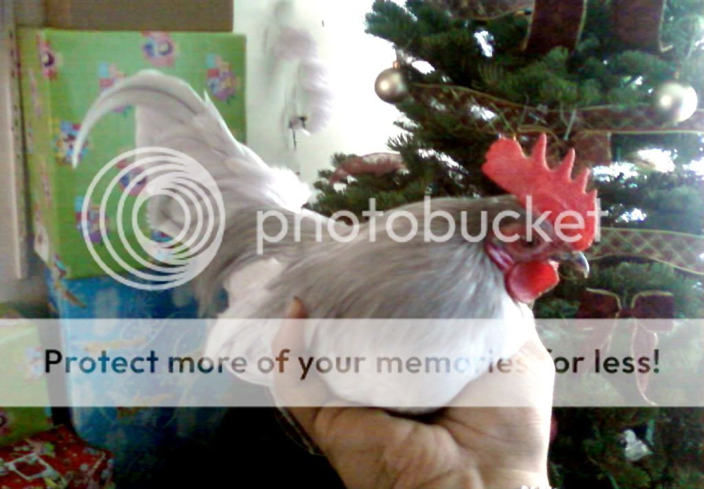 Self Blue OEGB ? | BackYard Chickens - Learn How to Raise Chickens