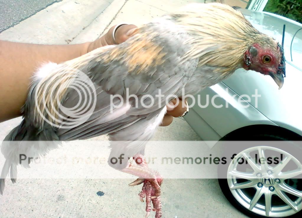 dubbing henry this weekend and i have some ?'s... W/PICS ...