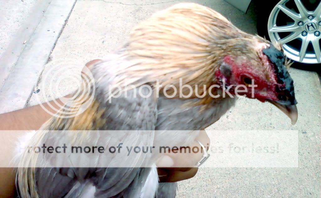 dubbing henry this weekend and i have some ?'s... W/PICS ...