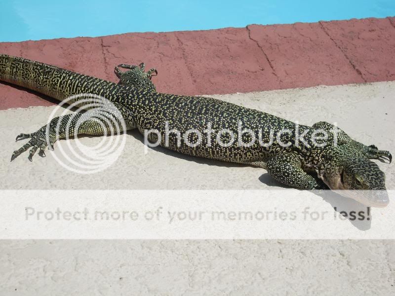 Varanus Indicus sp.... Sulawesi | MonsterFishKeepers.com