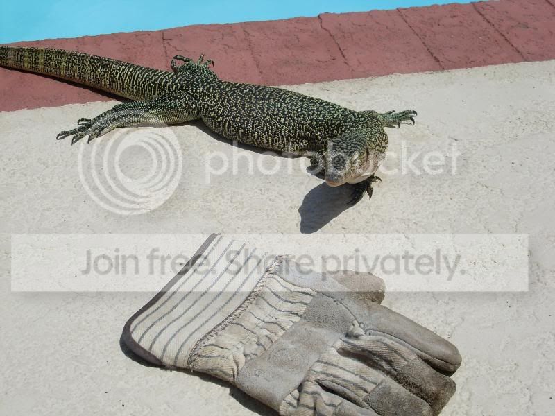 Varanus Indicus sp.... Sulawesi | MonsterFishKeepers.com