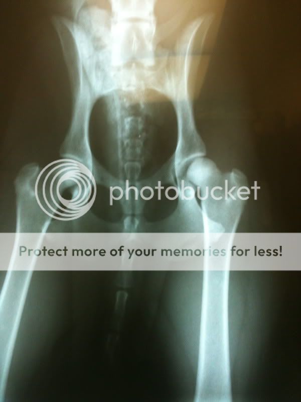 Beamer's hip rads | Golden Retriever Dog Forums