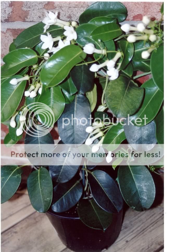 Stephanotis - JungleKey.fr Image #400