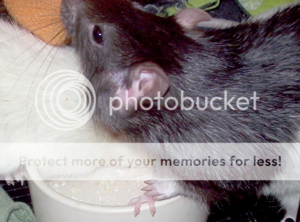 Is this a tumor or an abcess? | The Rat Shack - Pet Rat Forum