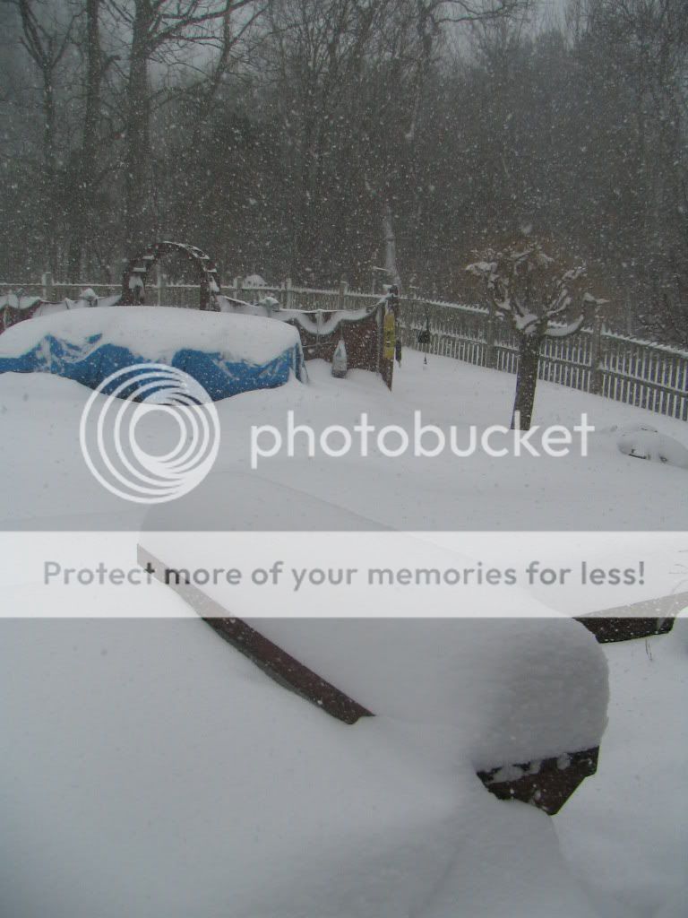 Lucky Bastages | My Tractor Forum