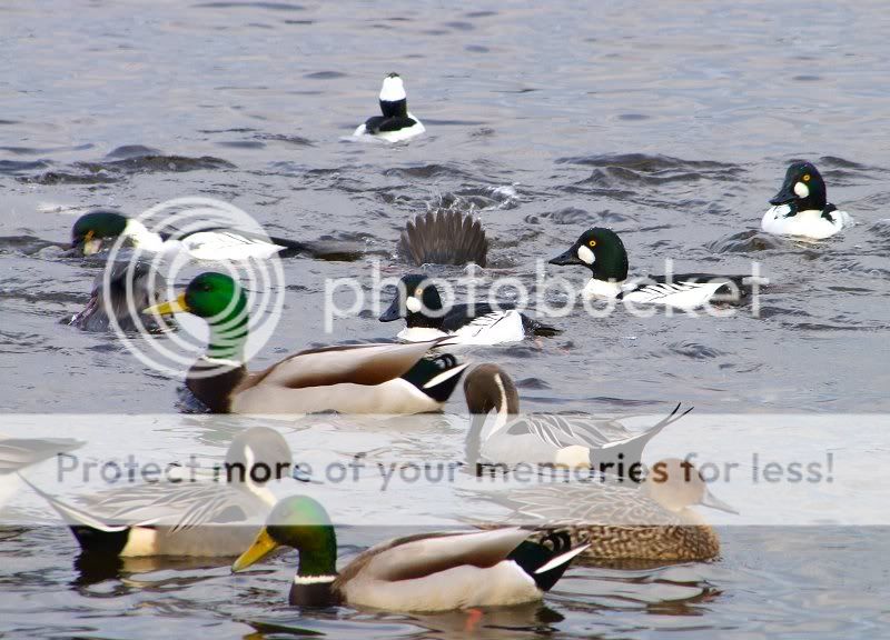 Show Me Some Birds! (400mm, Canon, lenses, great shots) - Photography ...