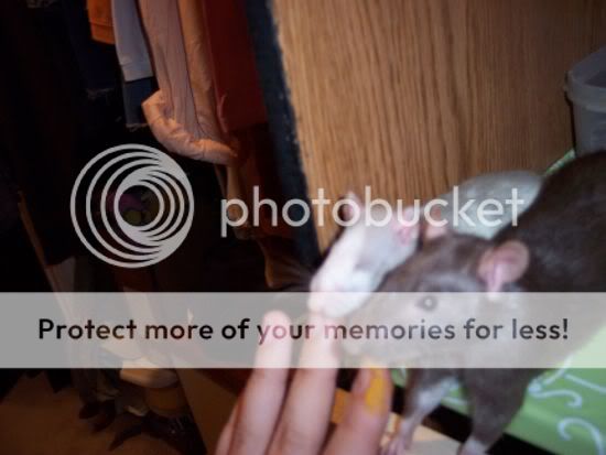 Megacolon & Markings. Help me figure this out! | Rat Forum