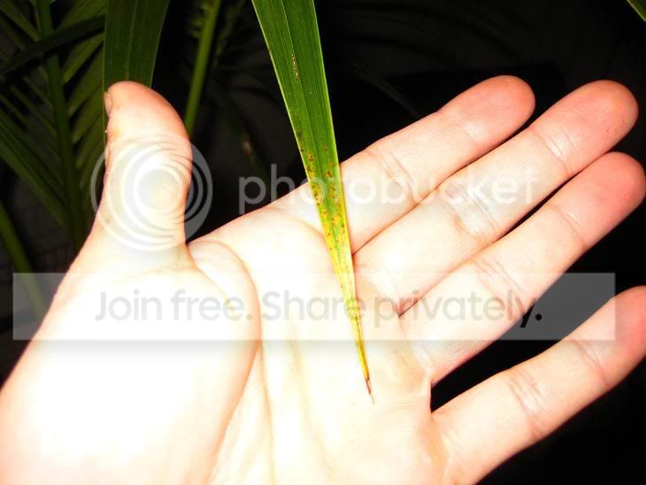 K Deficiency? - DISCUSSING PALM TREES WORLDWIDE - PalmTalk