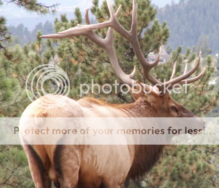 Just curious, if you were going to build a long range elk thumper what ...