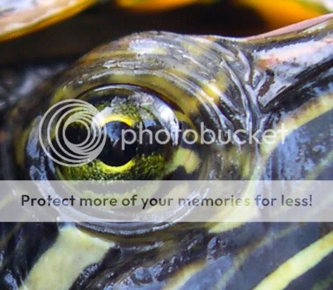 Turtle Eye Colors? - General Turtle Discussions - Turtle Forum